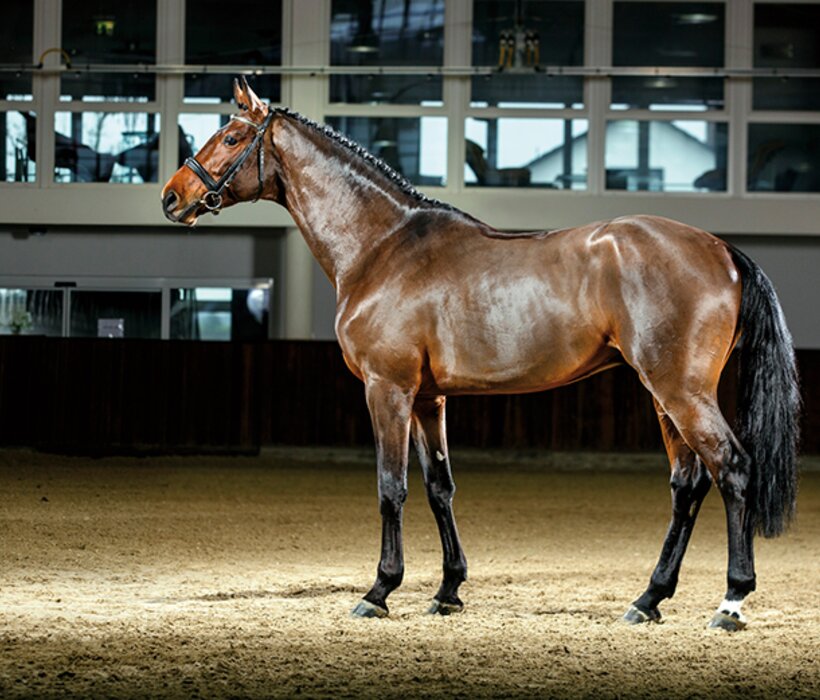 Hengste | Gestüt Tannenhof